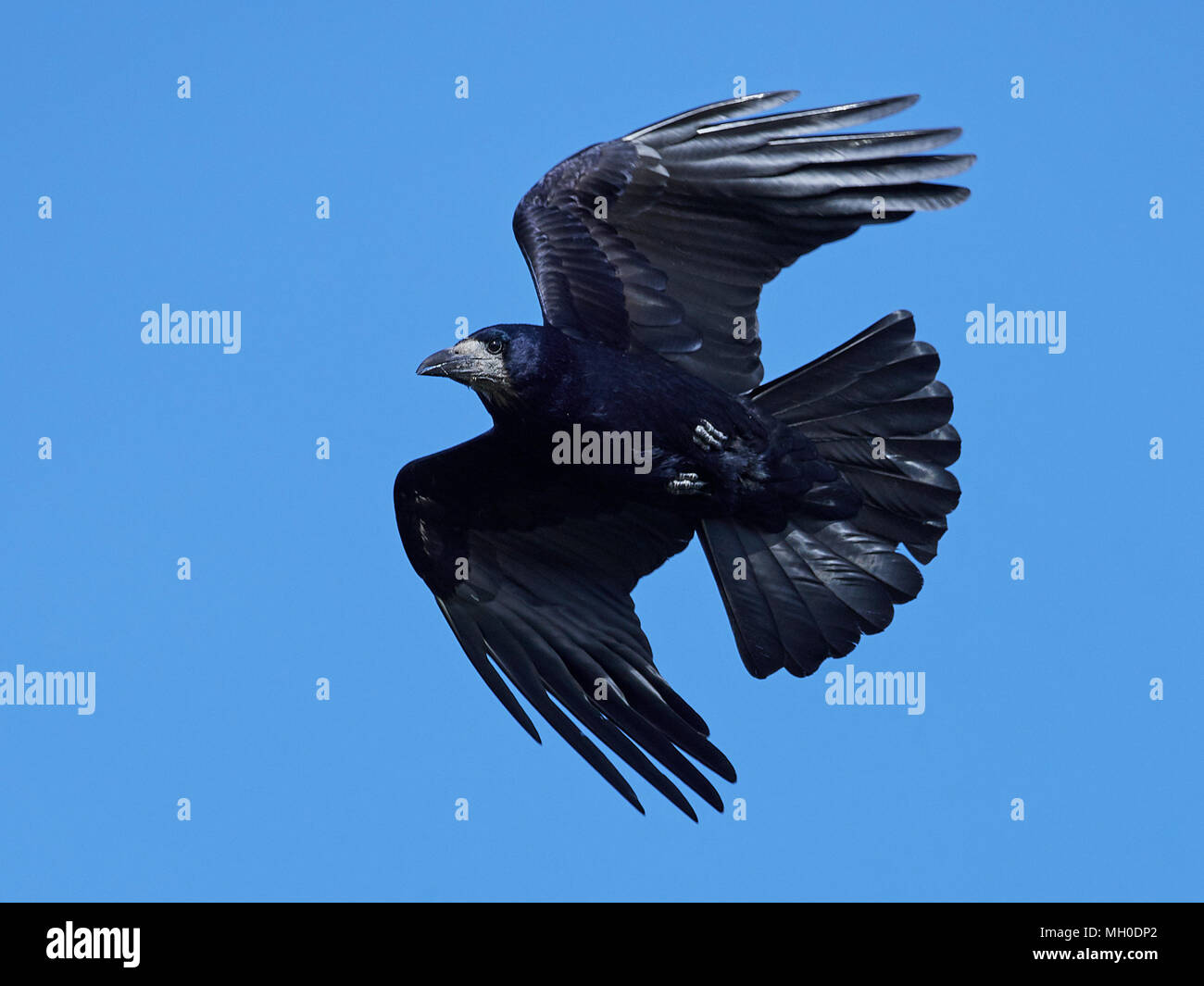 Rook in flight with blue skies in the background Stock Photo - Alamy