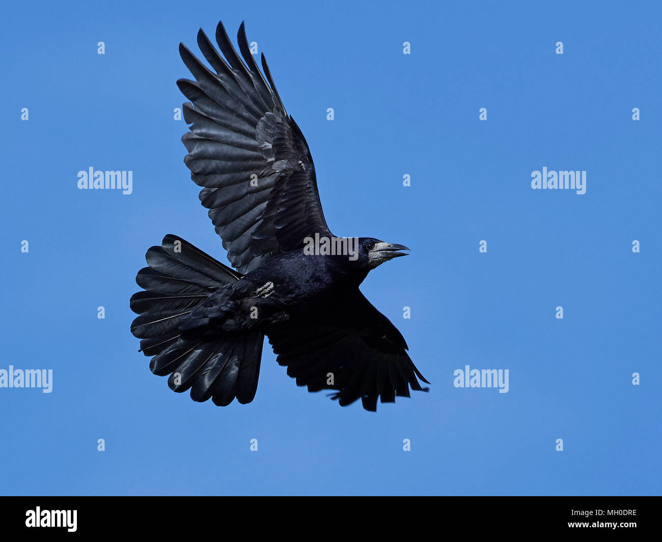 Rook in flight with blue skies in the background Stock Photo - Alamy