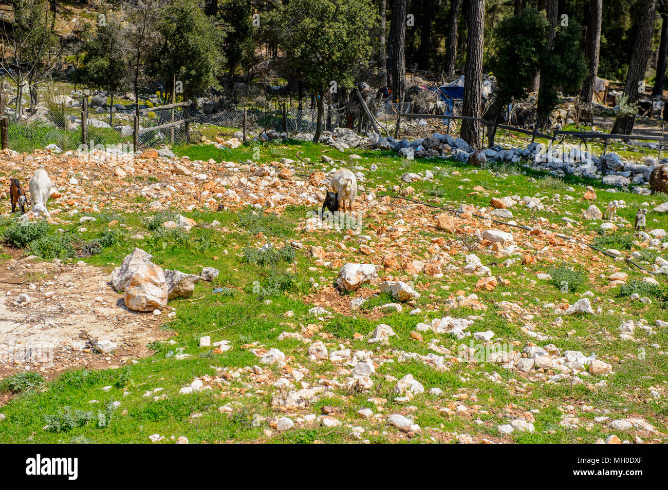 Nature of Turkey Stock Photo - Alamy
