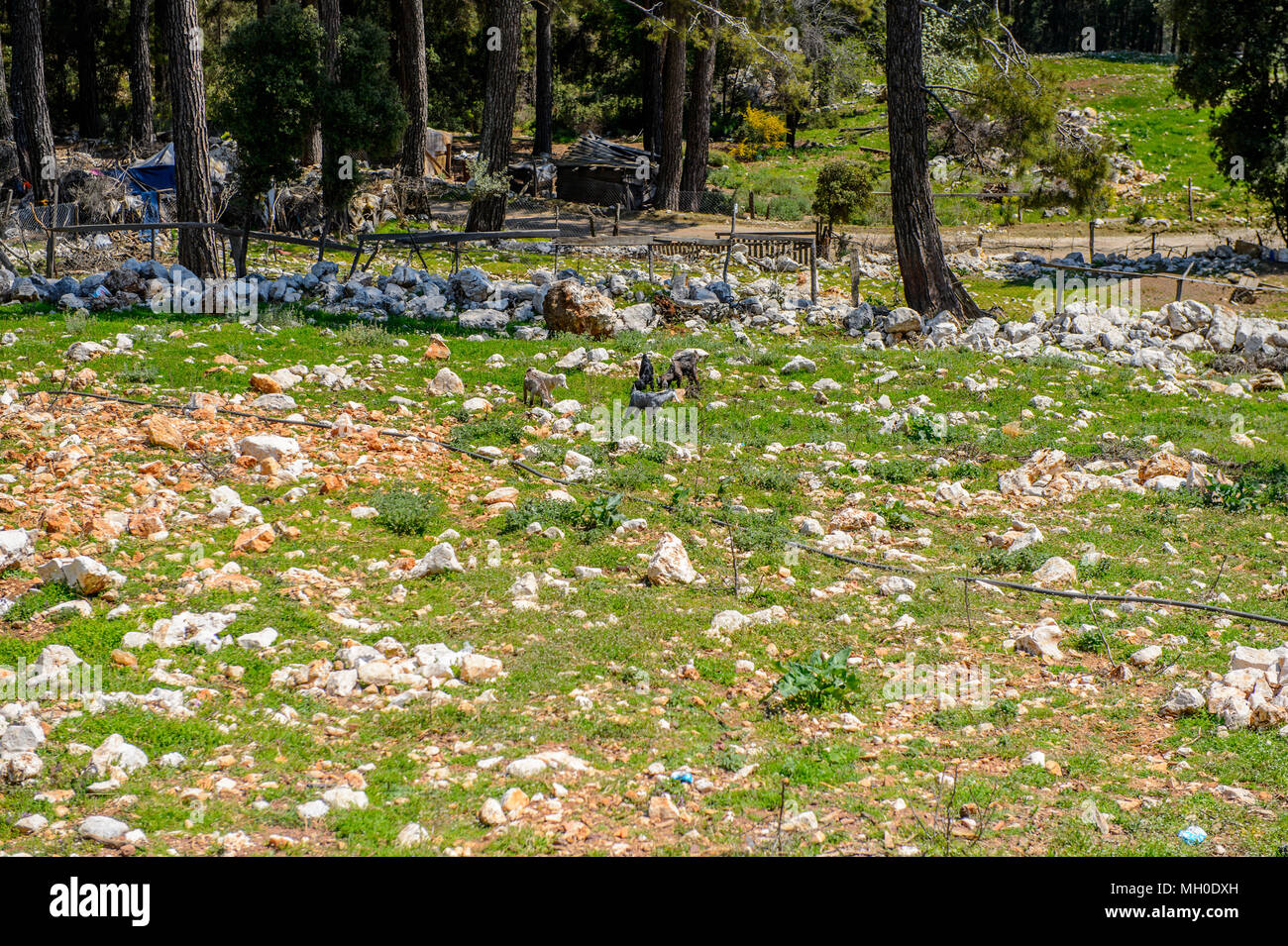 Nature of Turkey Stock Photo - Alamy