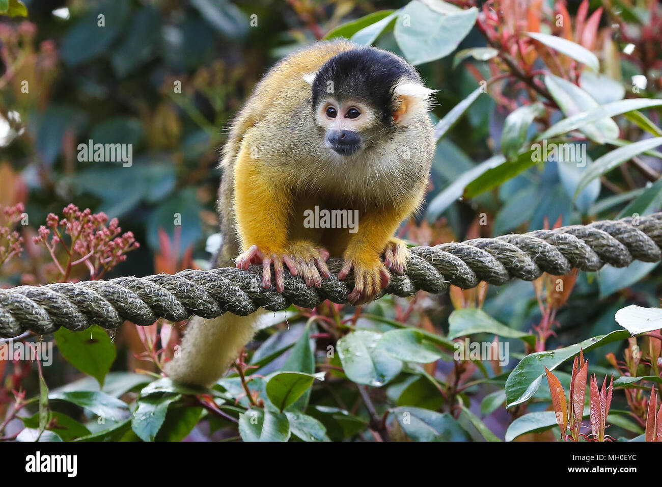 Animals at London Zoo Featuring: Squirrel monkey Where: London, United ...