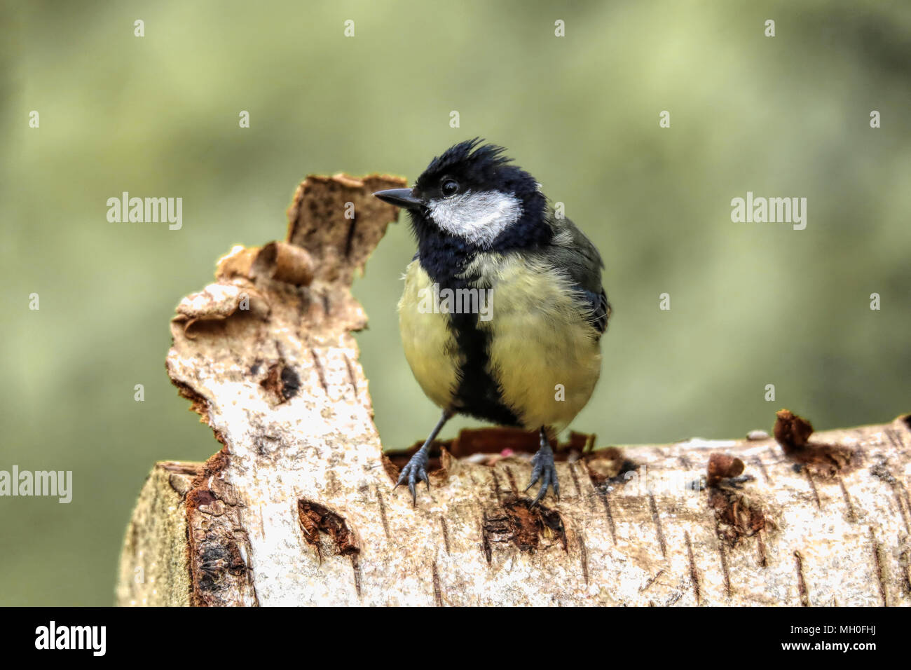 Great tit on a log perch Stock Photo - Alamy