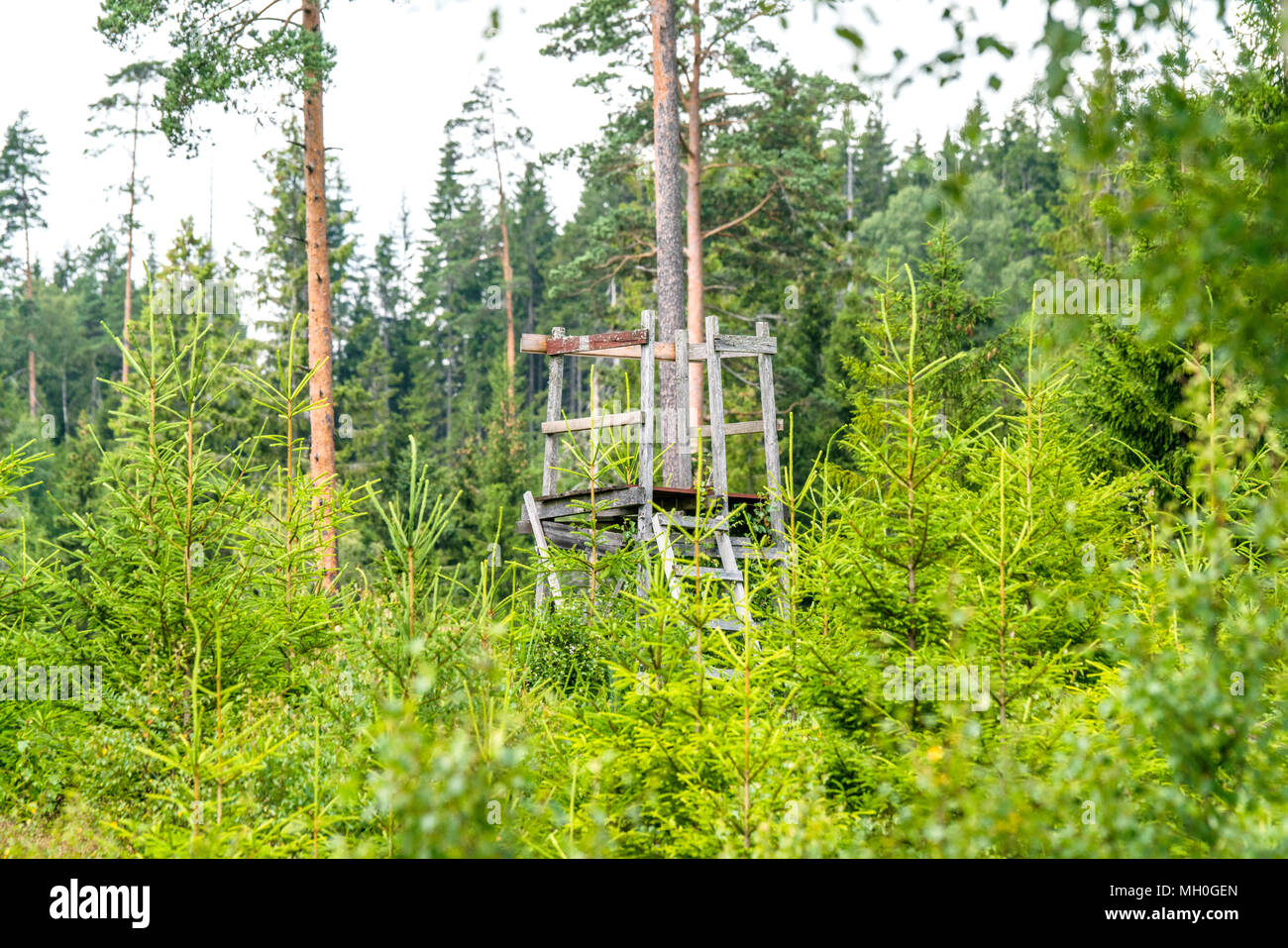 Pine tree tops hi-res stock photography and images - Alamy