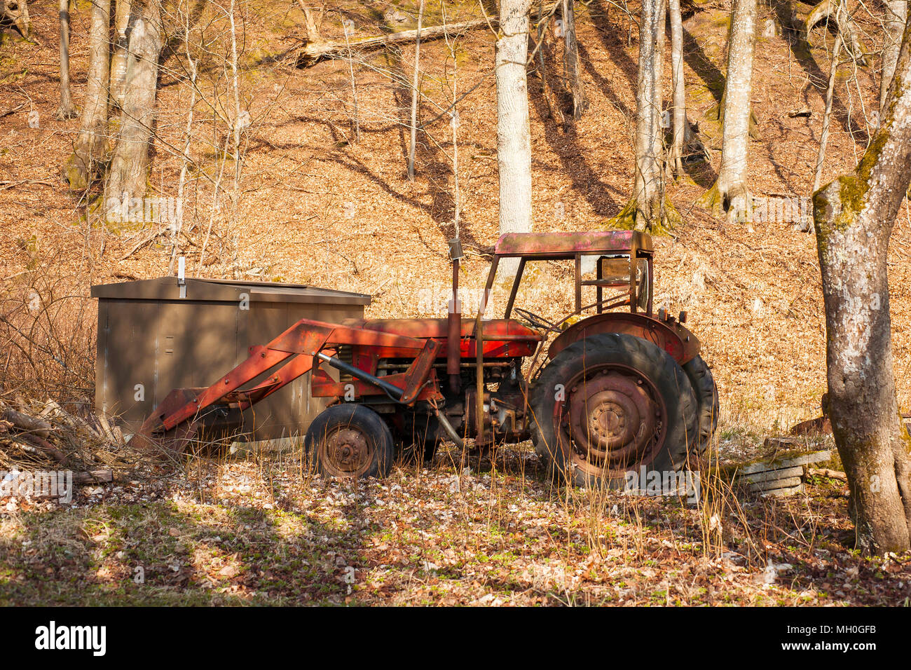 Red old tractor abandoned in a forest in the autumn with leaves on the ...