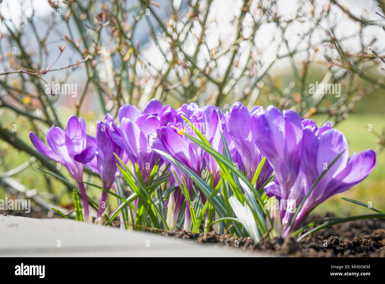 Purple crocus flowers in a garden flowerbed on a sunny day Stock Photo ...