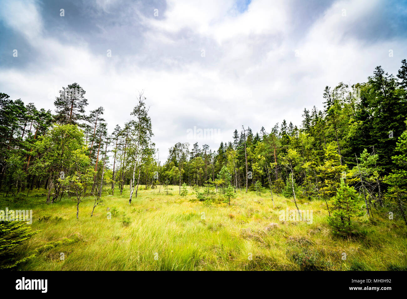 Clearing in a forest with tall green grass and a cloudy blue sky Stock ...