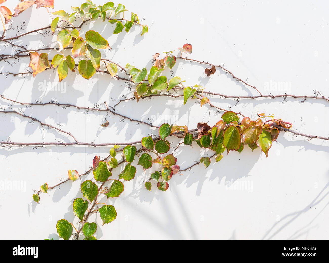 Ivy leaves isolated on white Stock Photo - Alamy