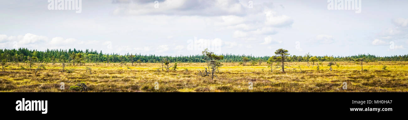 Dry plains with pine trees in a panorama landscape in the summer Stock ...