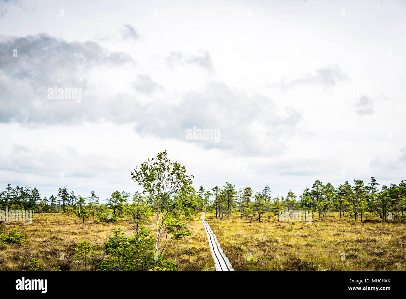 Small trail on a Scandinavian wilderness reserve with plains and forest ...