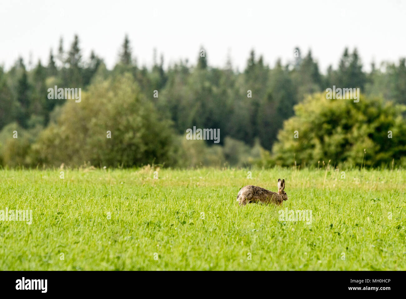 Hare on a green meadow in the spring jumping in the tall grass Stock ...
