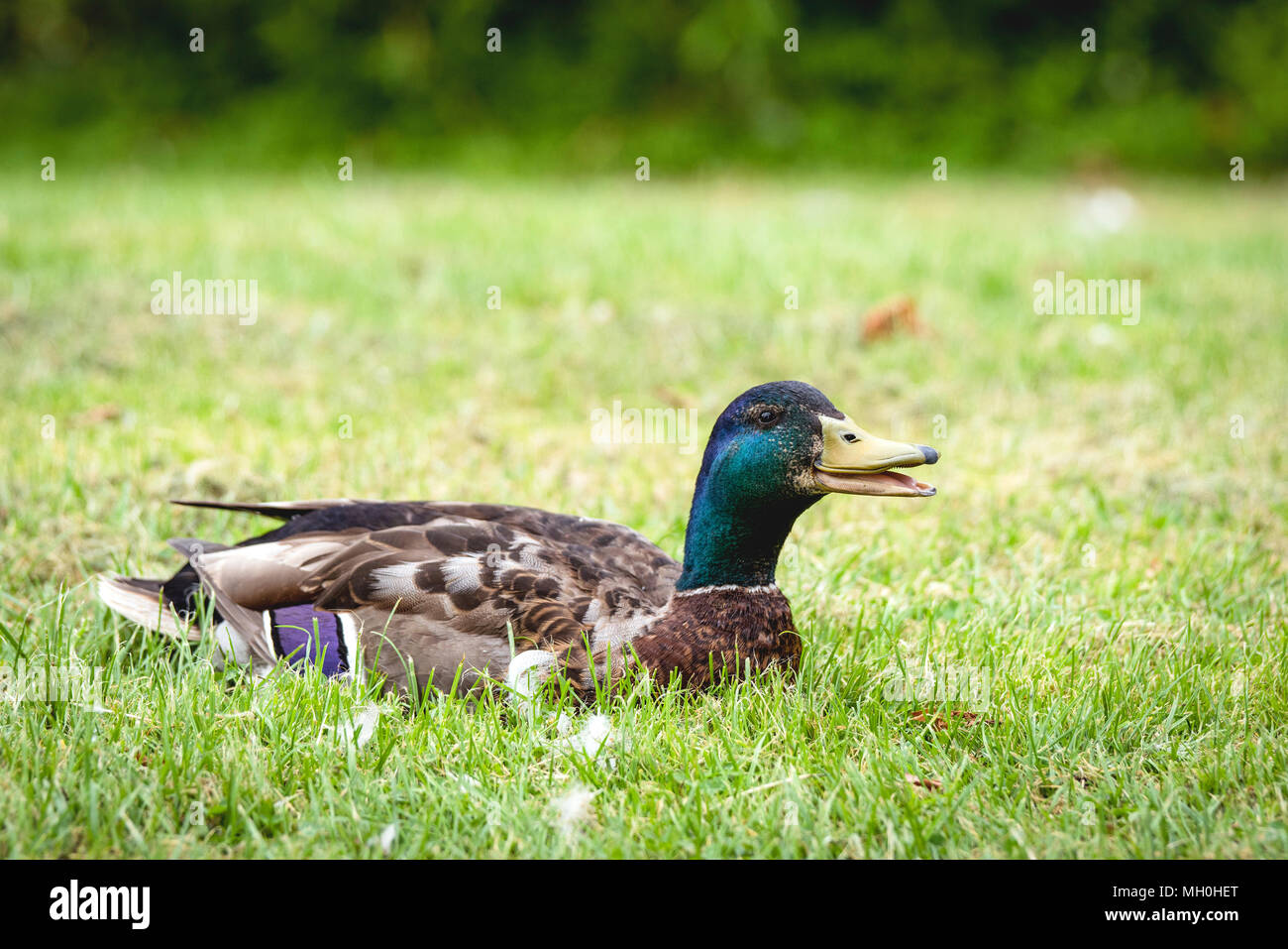 Male duck relaxing in the sun on green grass with an open beak Stock ...