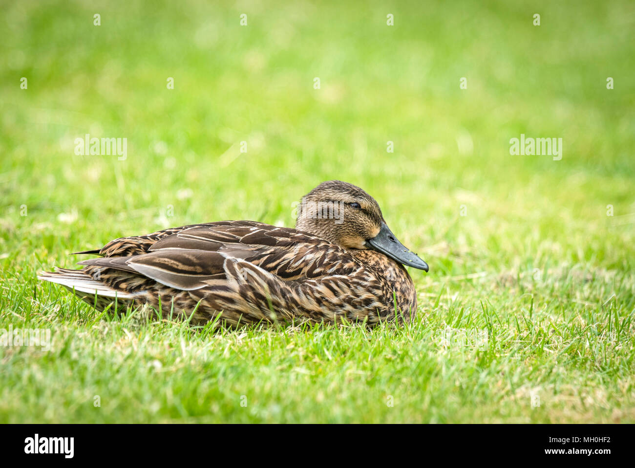 Female duck relaxing in the fresh green grass in the spring Stock Photo ...