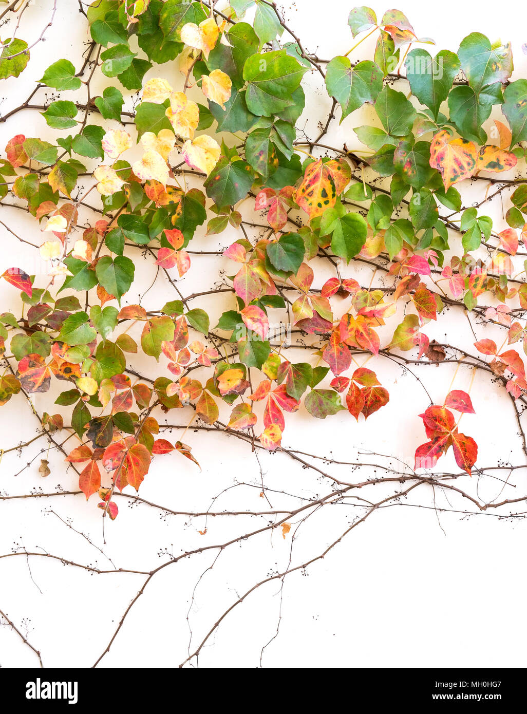 Ivy leaves isolated on white Stock Photo - Alamy