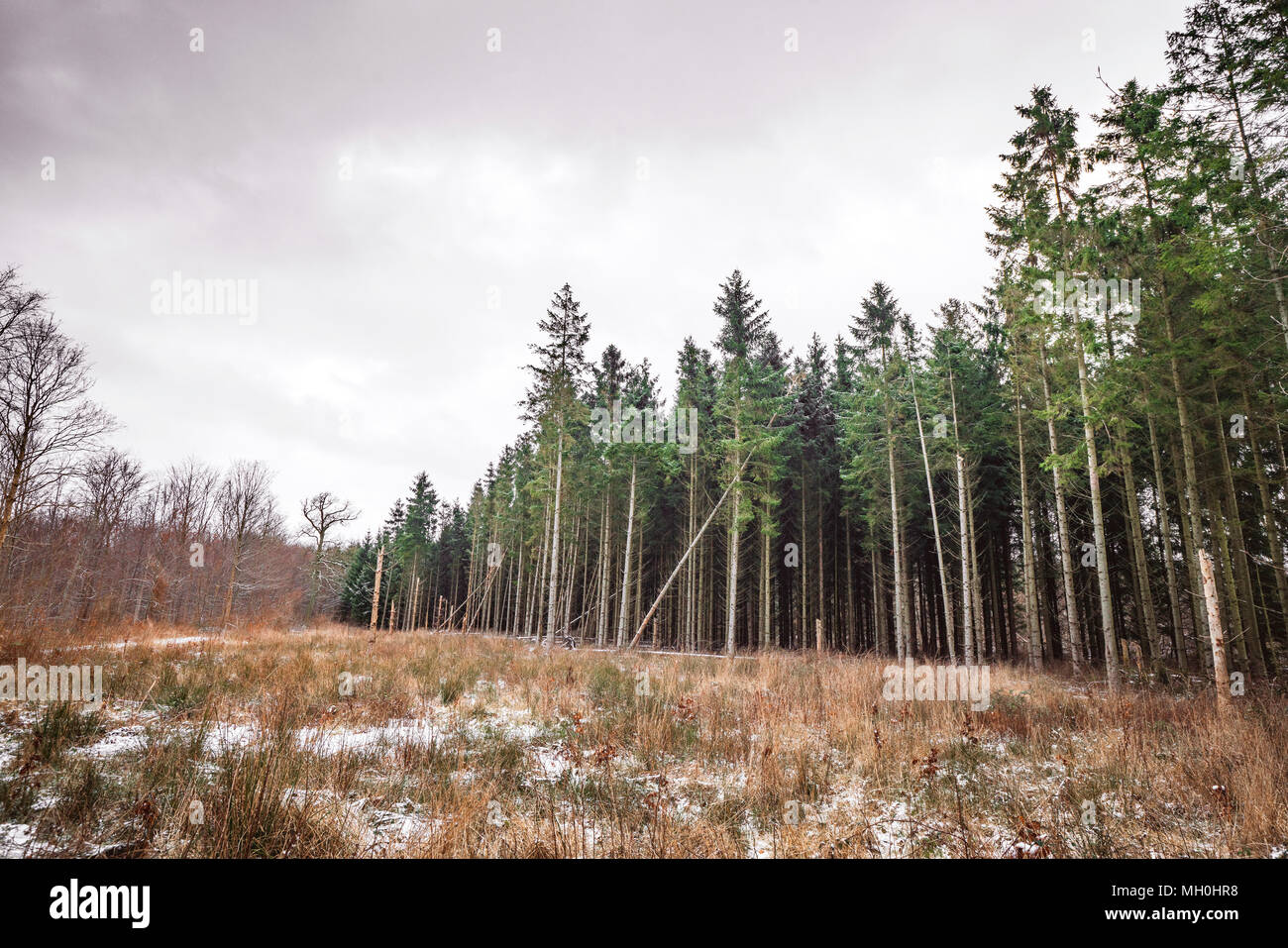 Picture tall pine trees hi-res stock photography and images - Alamy