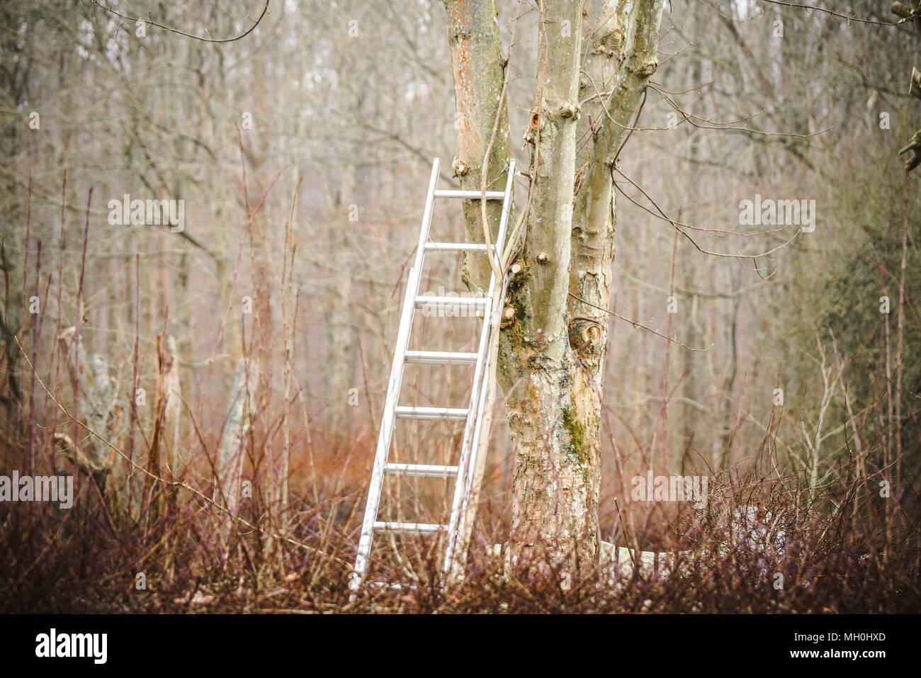 Metal ladder in a tree in the fall in a forest Stock Photo - Alamy