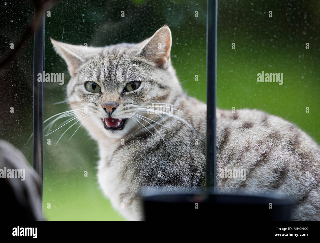 cat calling at a window to be let into a house Stock Photo - Alamy