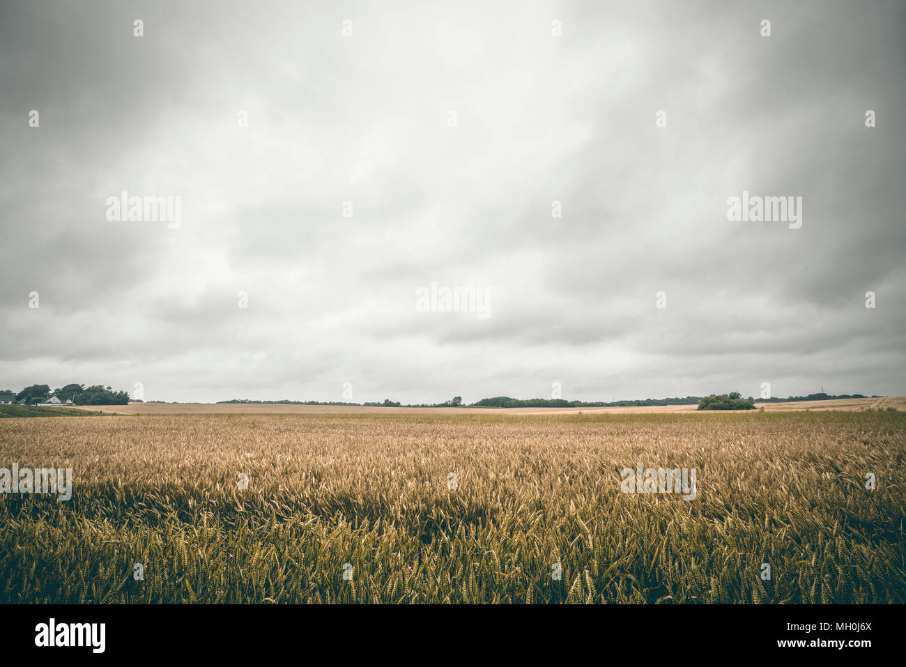 Golden crops on a rural field in the summer in cloudy weather with a ...