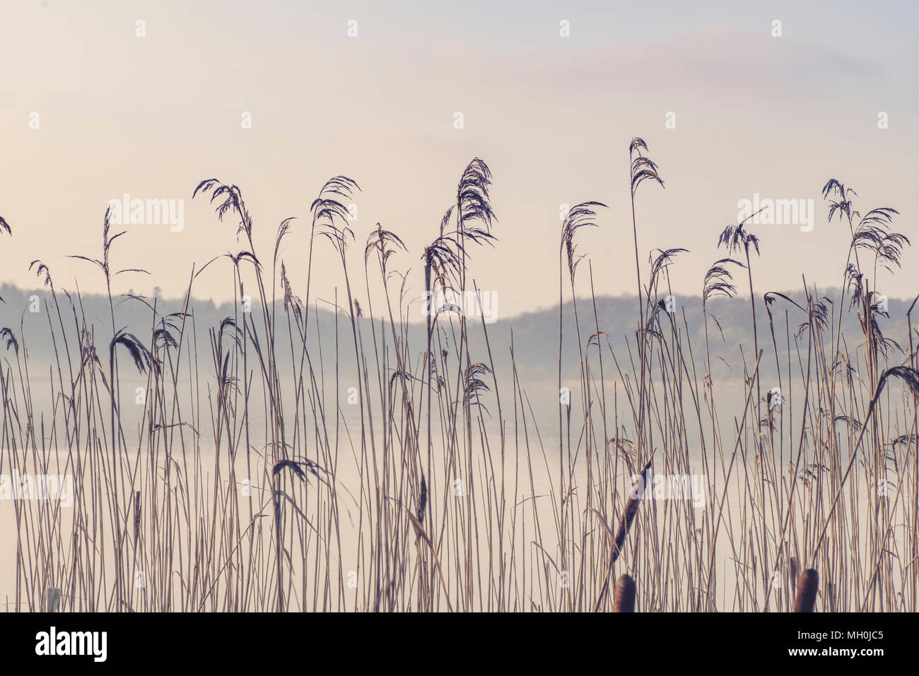 Rushes by a misty lake in the morning sun with a forest in the ...
