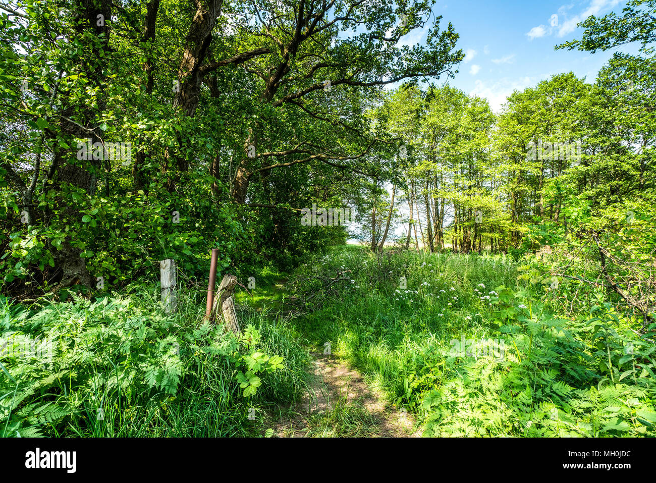 Green nature in the spring with colorful trees and a trail covered with ...