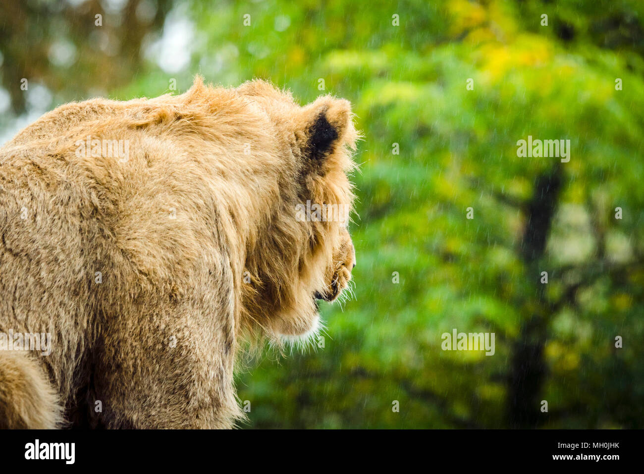 Lion looking out on the rain with the back turned in a green area Stock ...