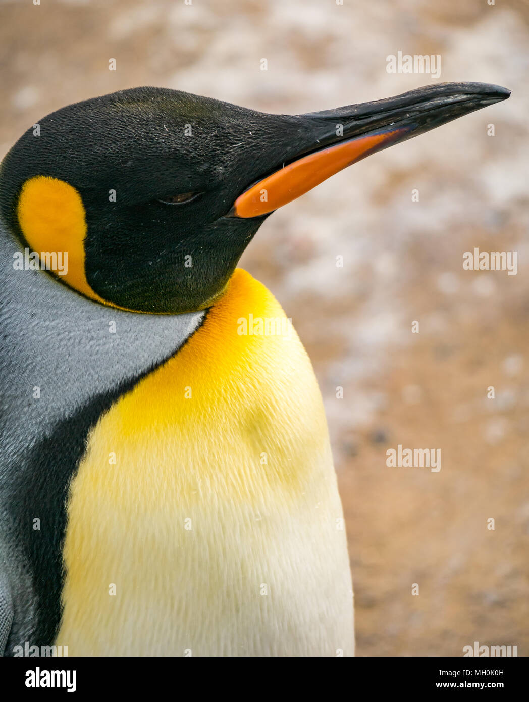 Close up Emperor penguin, Aptenodytes forsteri, Emperor penguins, in a ...