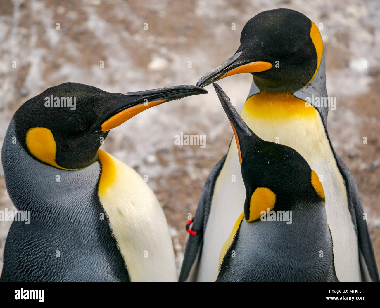 Emperor penguins, Aptenodytes forsteri, Emperor penguins in a zoo, UK ...
