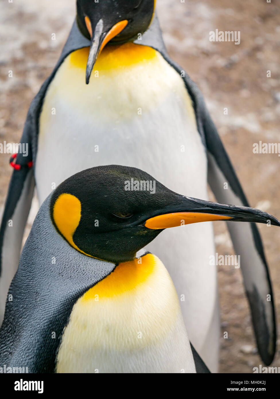 Emperor penguins, Aptenodytes forsteri, Emperor penguins in a zoo, UK ...
