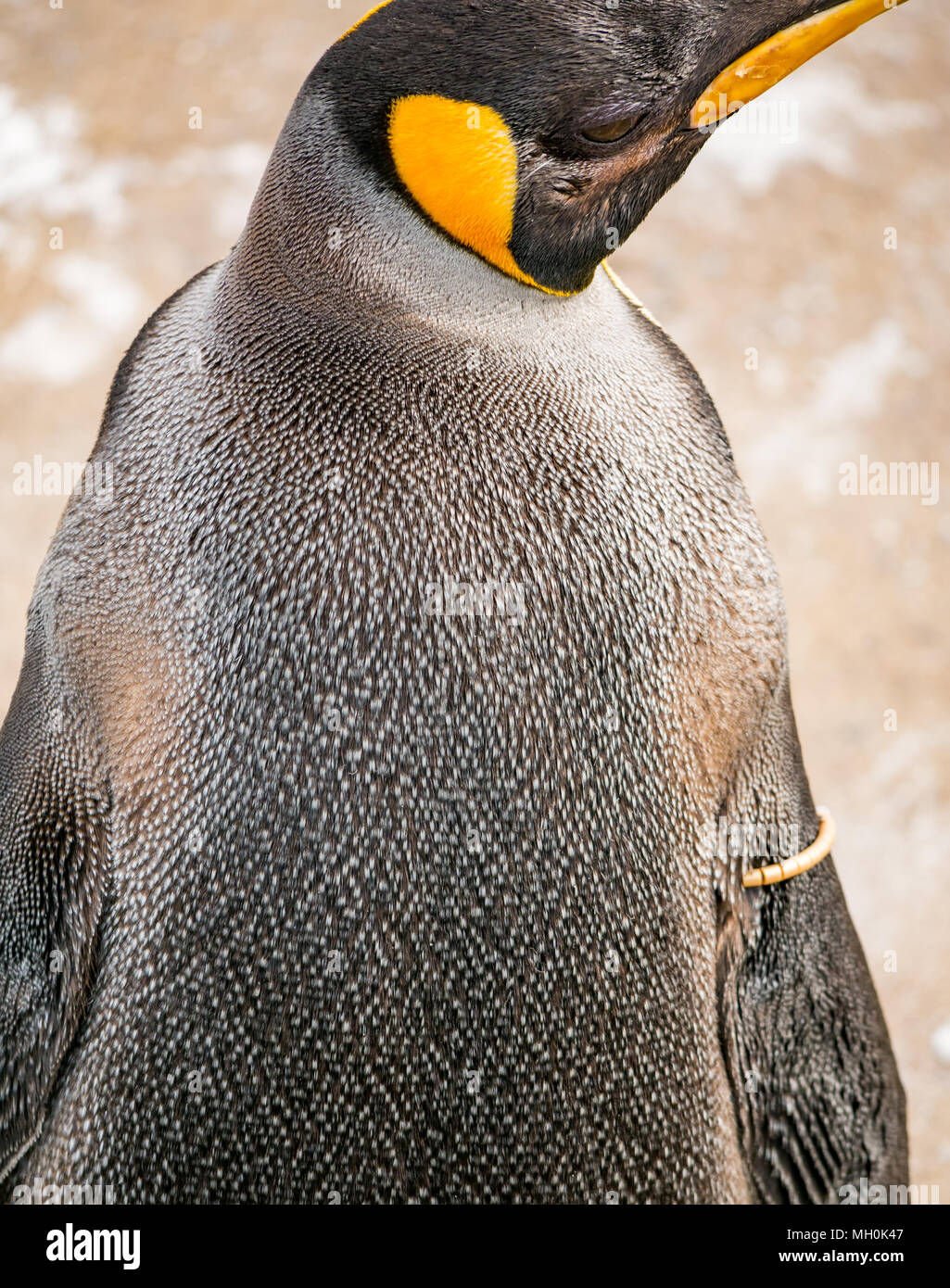 Close up Emperor penguin, Aptenodytes forsteri, Emperor penguins, in a ...