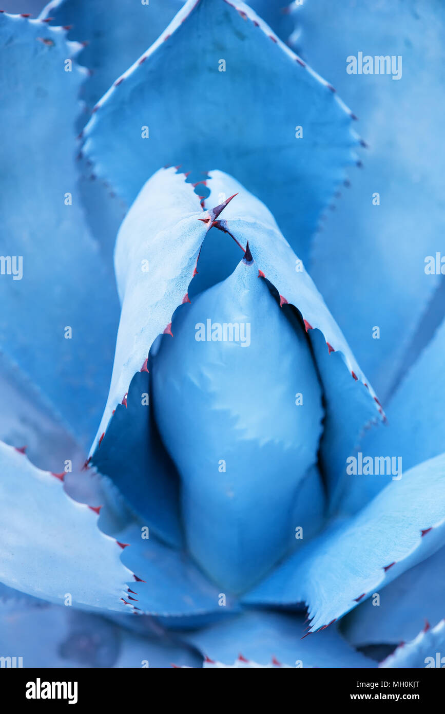 Sharp pointed agave plant leaves Stock Photo - Alamy