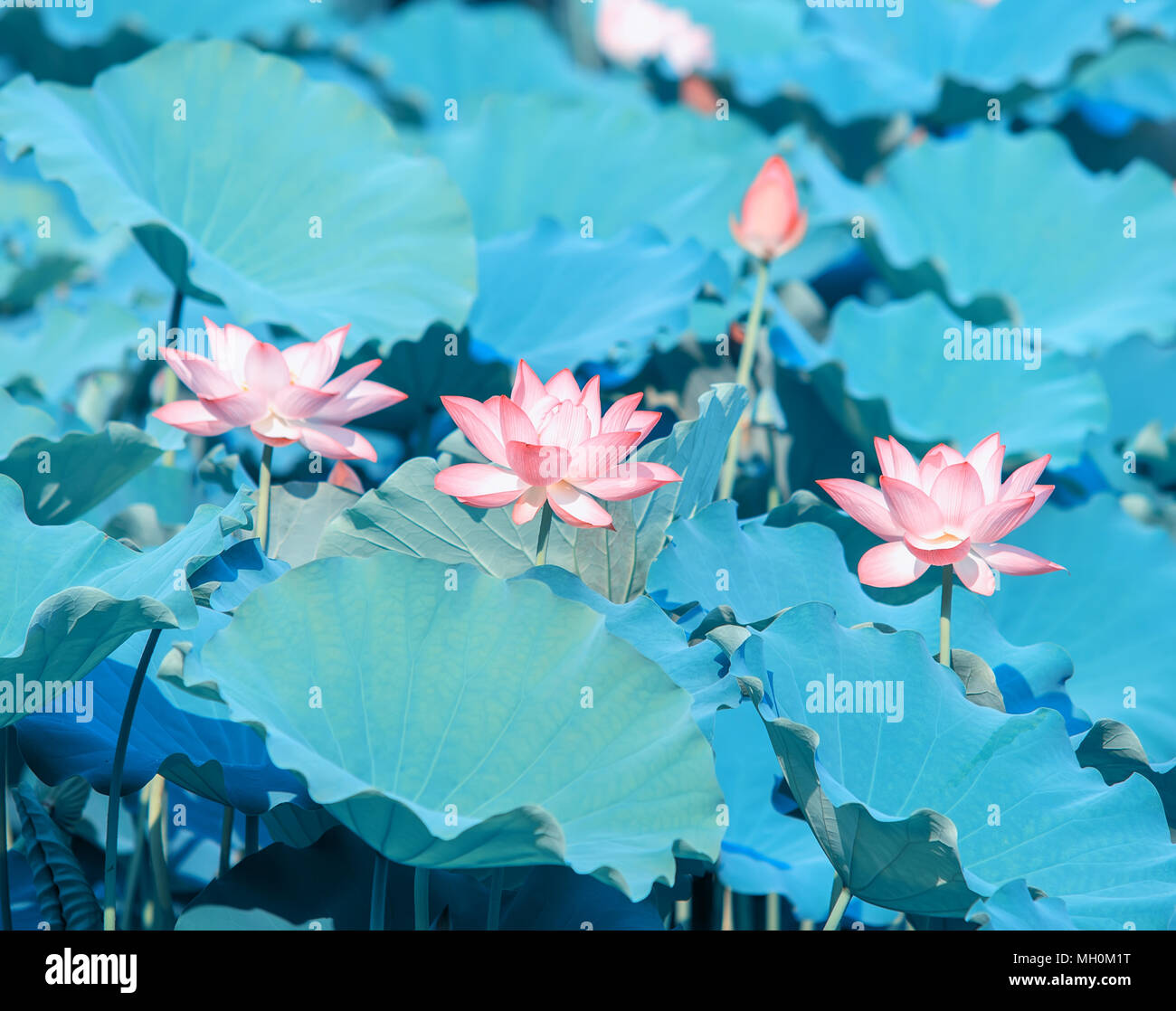 blooming lotus flower Stock Photo - Alamy