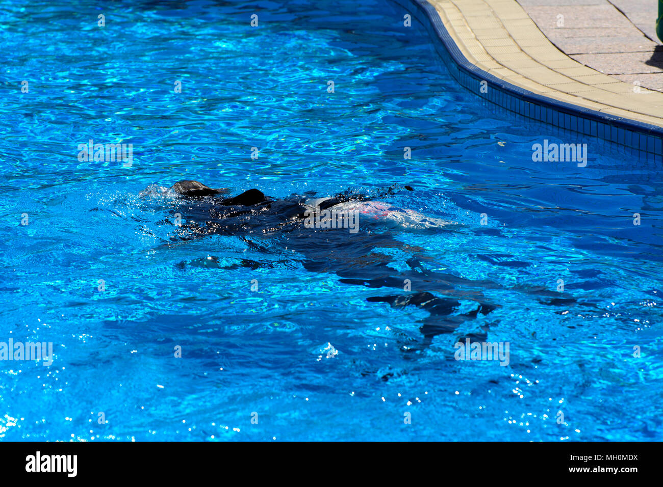 Divers sink in the pool. The teacher teaches the pupil the rules and ...