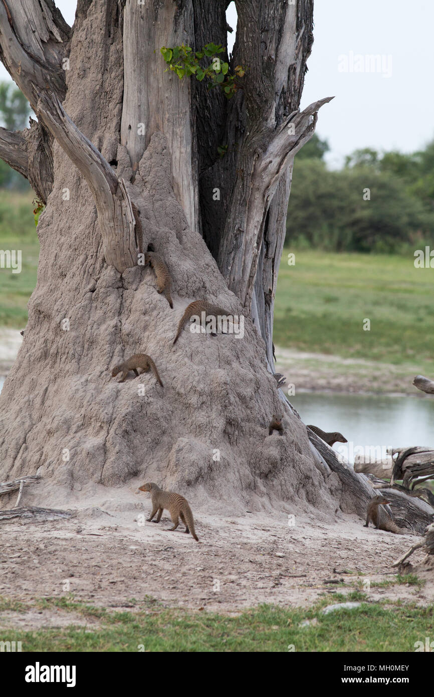 Mungus hi-res stock photography and images - Alamy