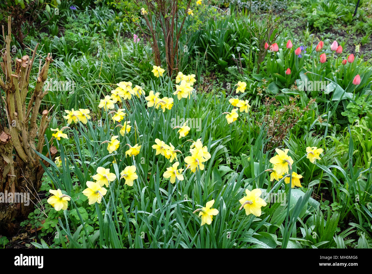 daffodils flowering in spring Stock Photo - Alamy