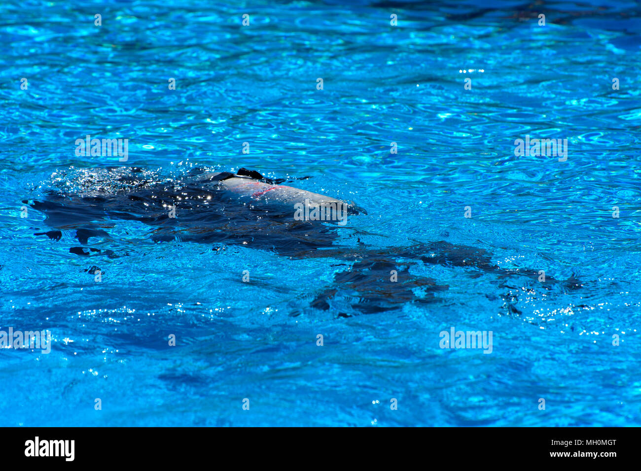 Divers sink in the pool. The teacher teaches the pupil the rules and ...