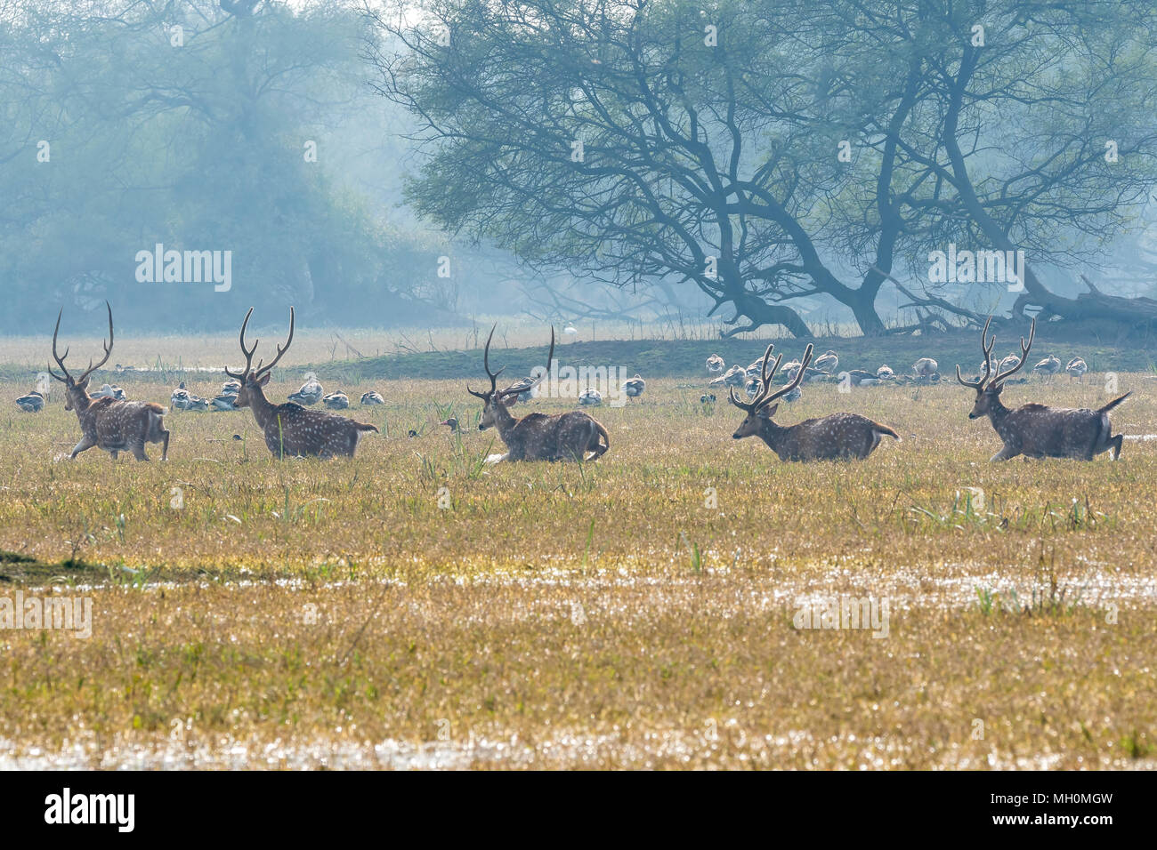 Chital running hi-res stock photography and images - Alamy
