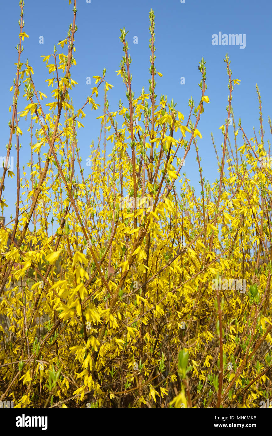 forsythia flowering in spring Stock Photo - Alamy