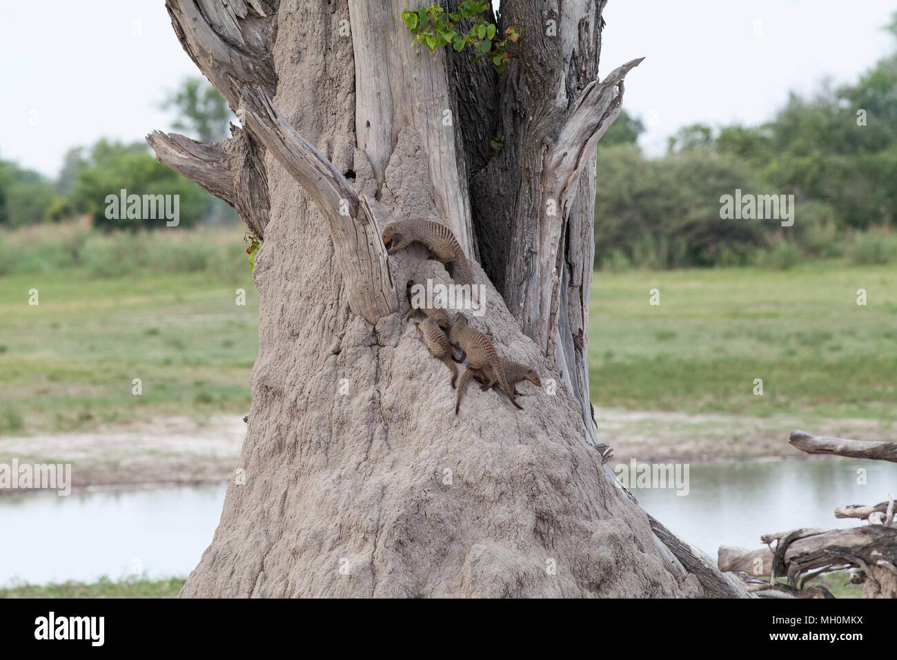 Mungus hi-res stock photography and images - Alamy