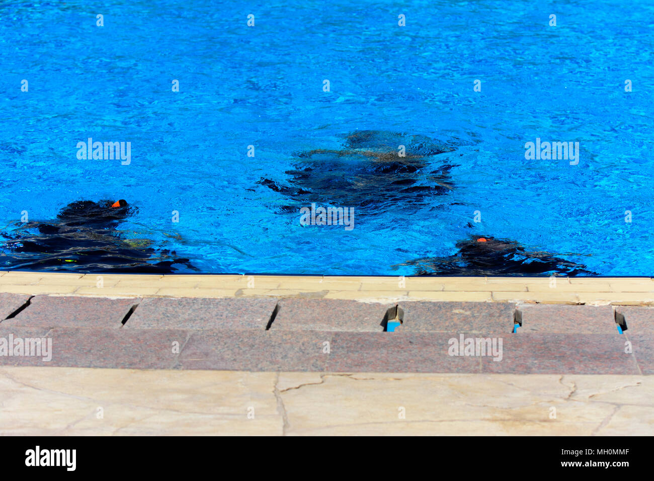 Divers sink in the pool. The teacher teaches the pupil the rules and ...