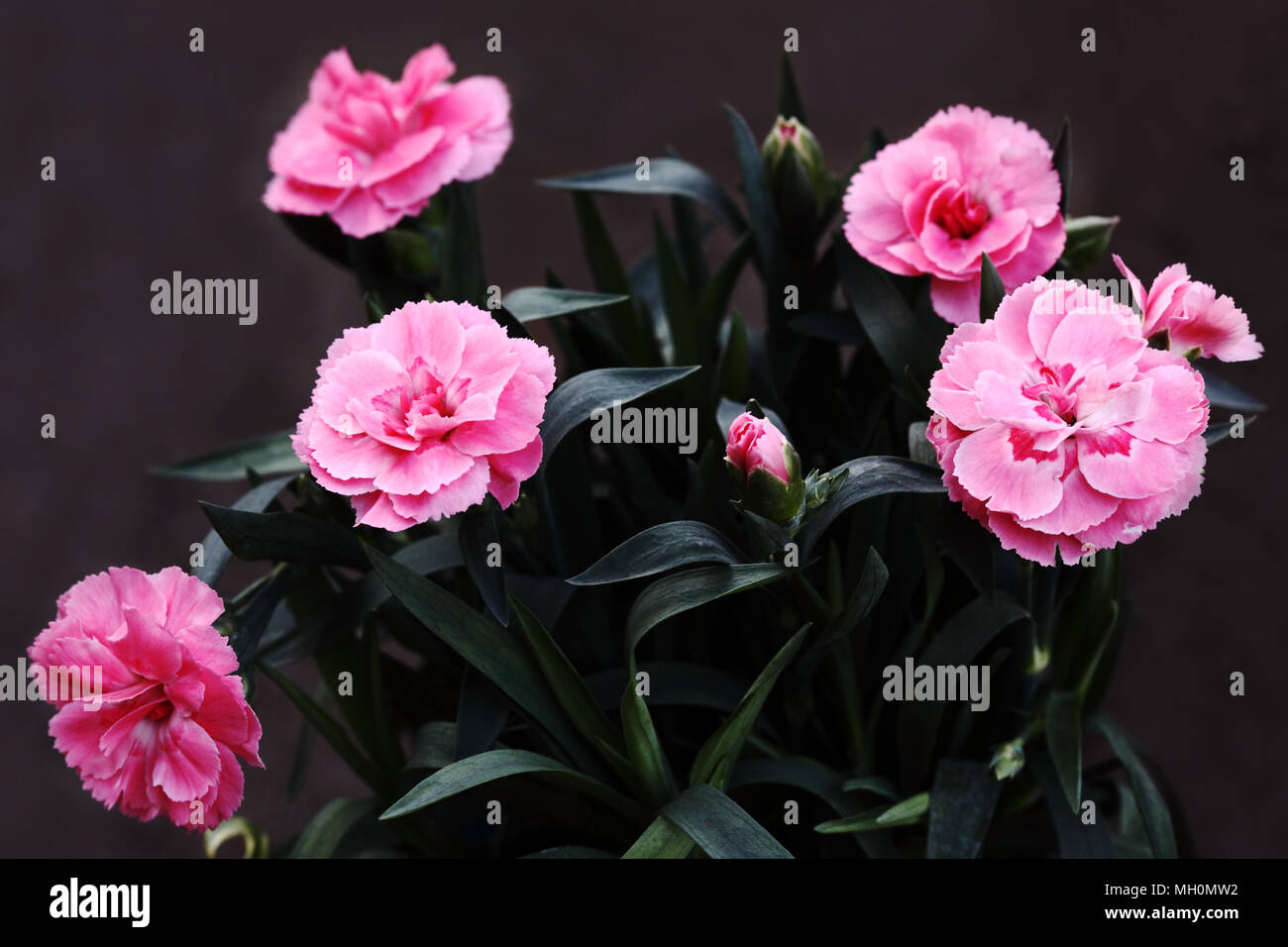 Dianthus Tenelke 'Pinks' evergreen perennial Stock Photo - Alamy