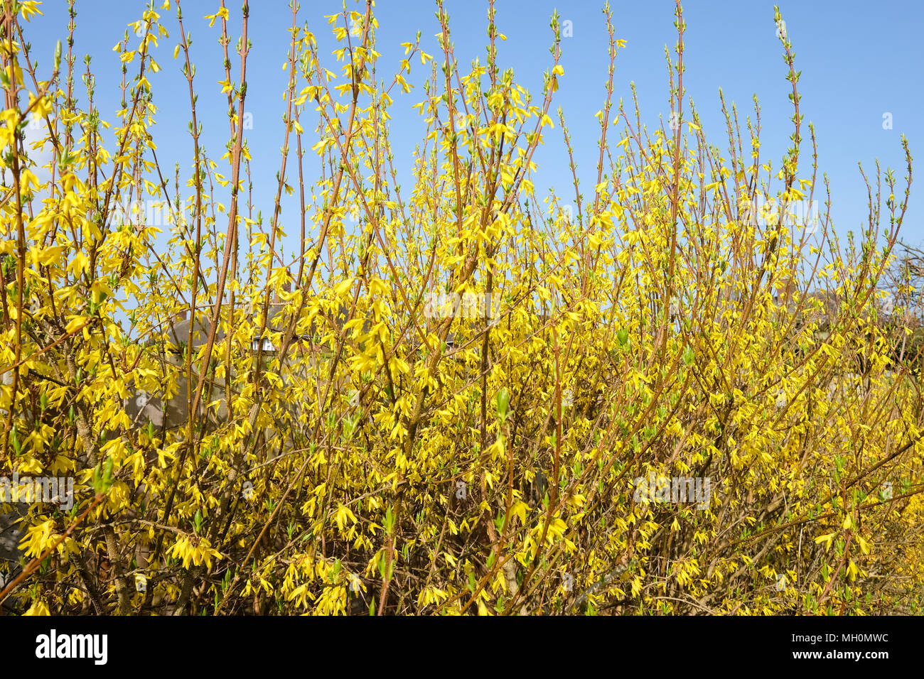 forsythia flowering in spring Stock Photo - Alamy