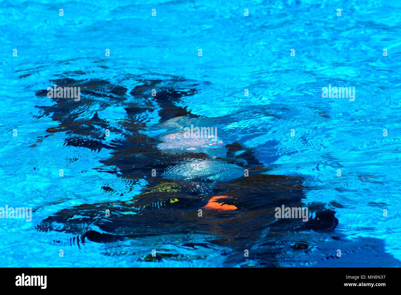 Divers sink in the pool. The teacher teaches the pupil the rules and ...