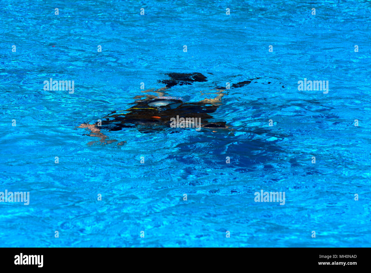 Divers sink in the pool. The teacher teaches the pupil the rules and ...