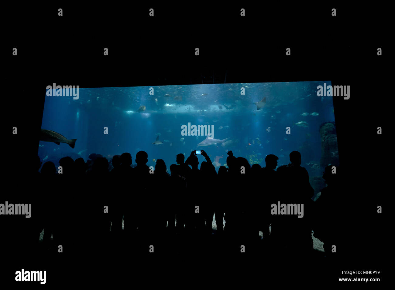 Child watching fish tank hi-res stock photography and images - Alamy