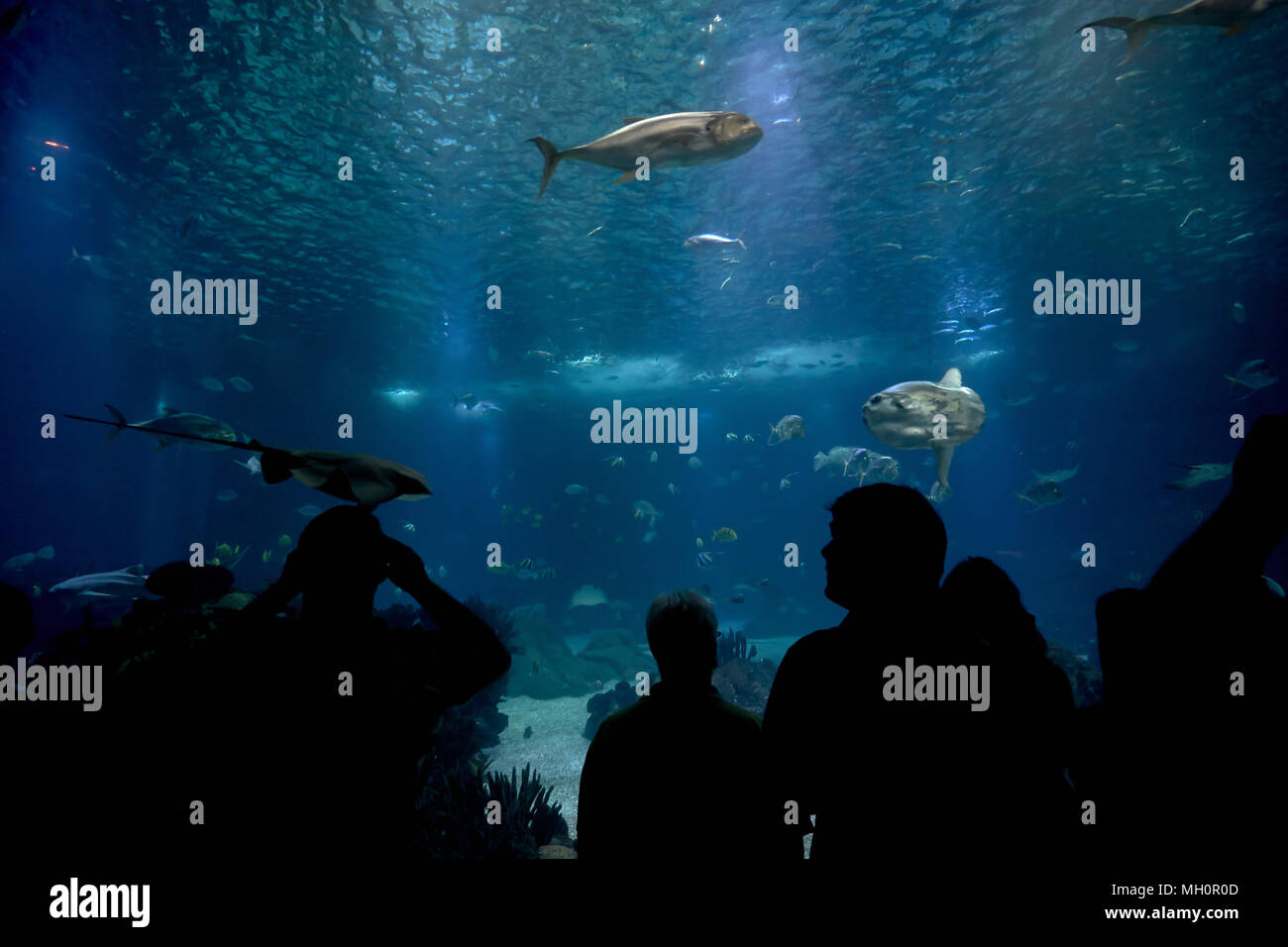 group of people is watching fish through the glass in a Oceanarium ...