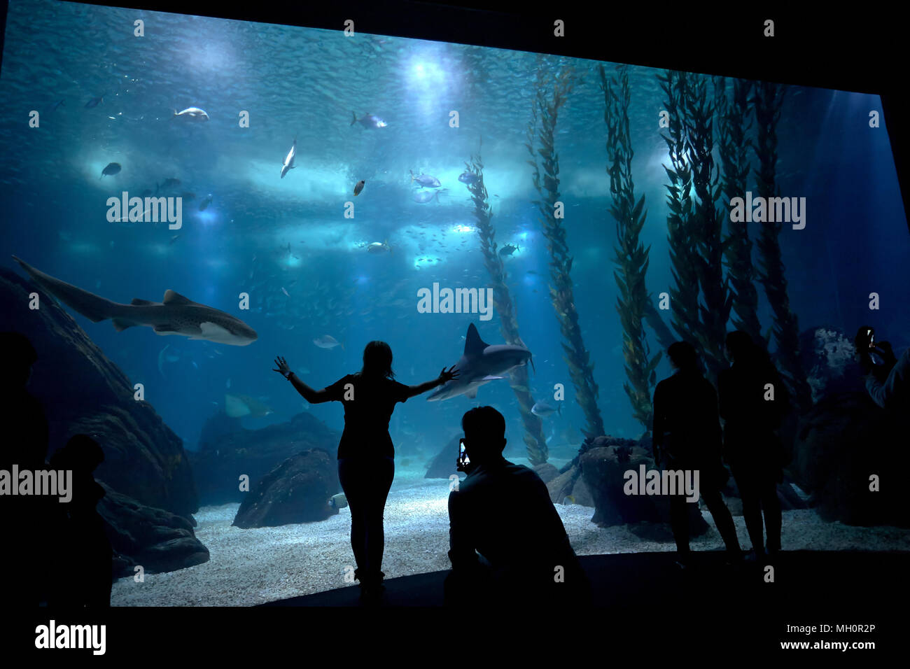 Child watching fish tank hi-res stock photography and images - Alamy