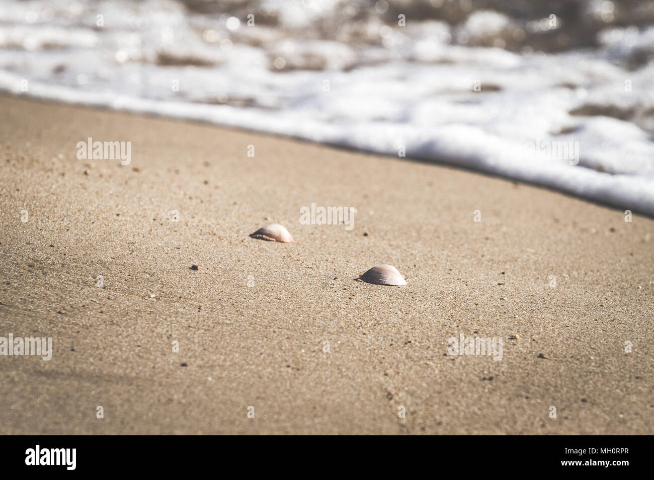 Shells on the sand beach and soft wave of the sea Stock Photo - Alamy