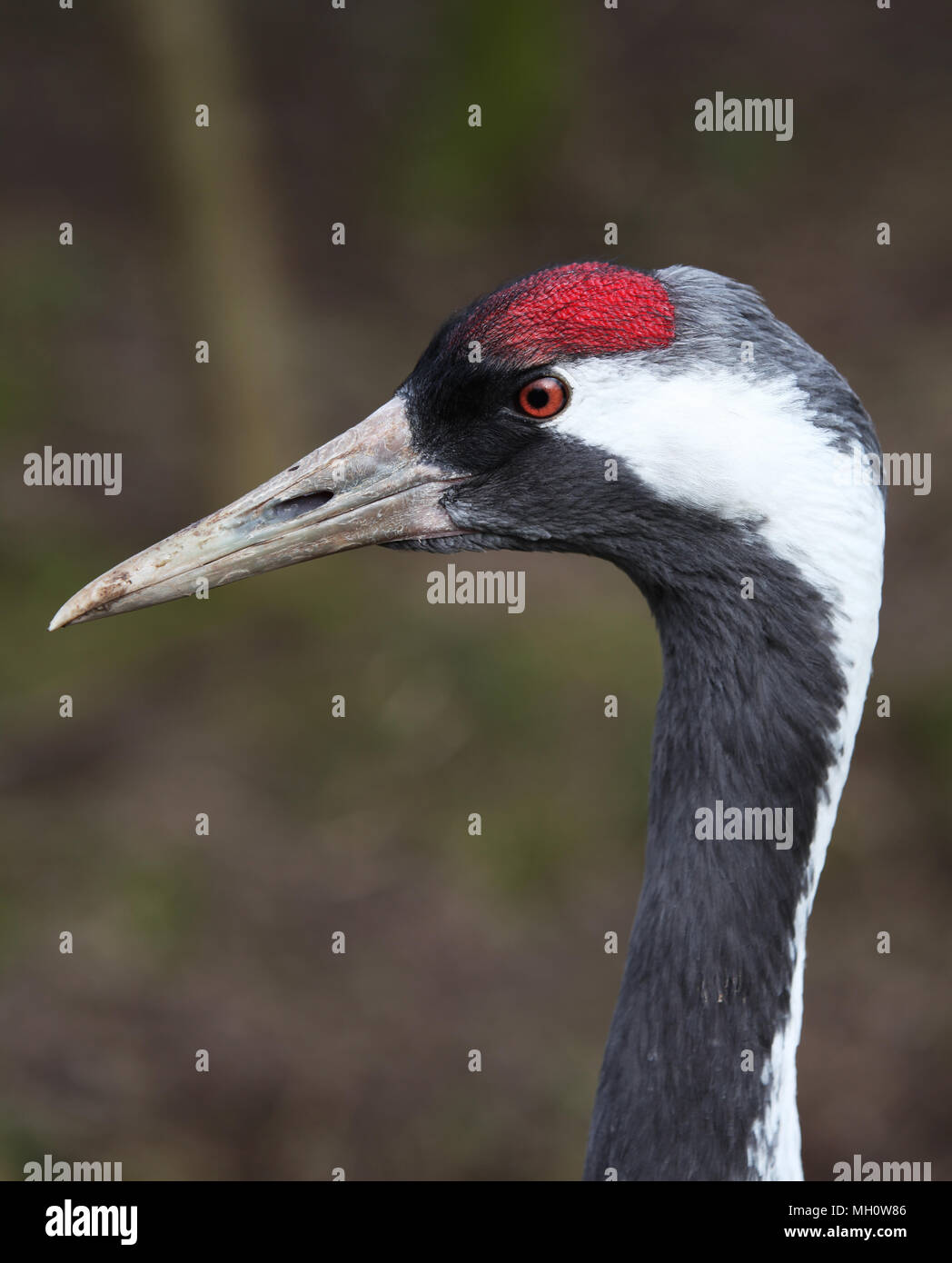 Crane headshot hi-res stock photography and images - Alamy