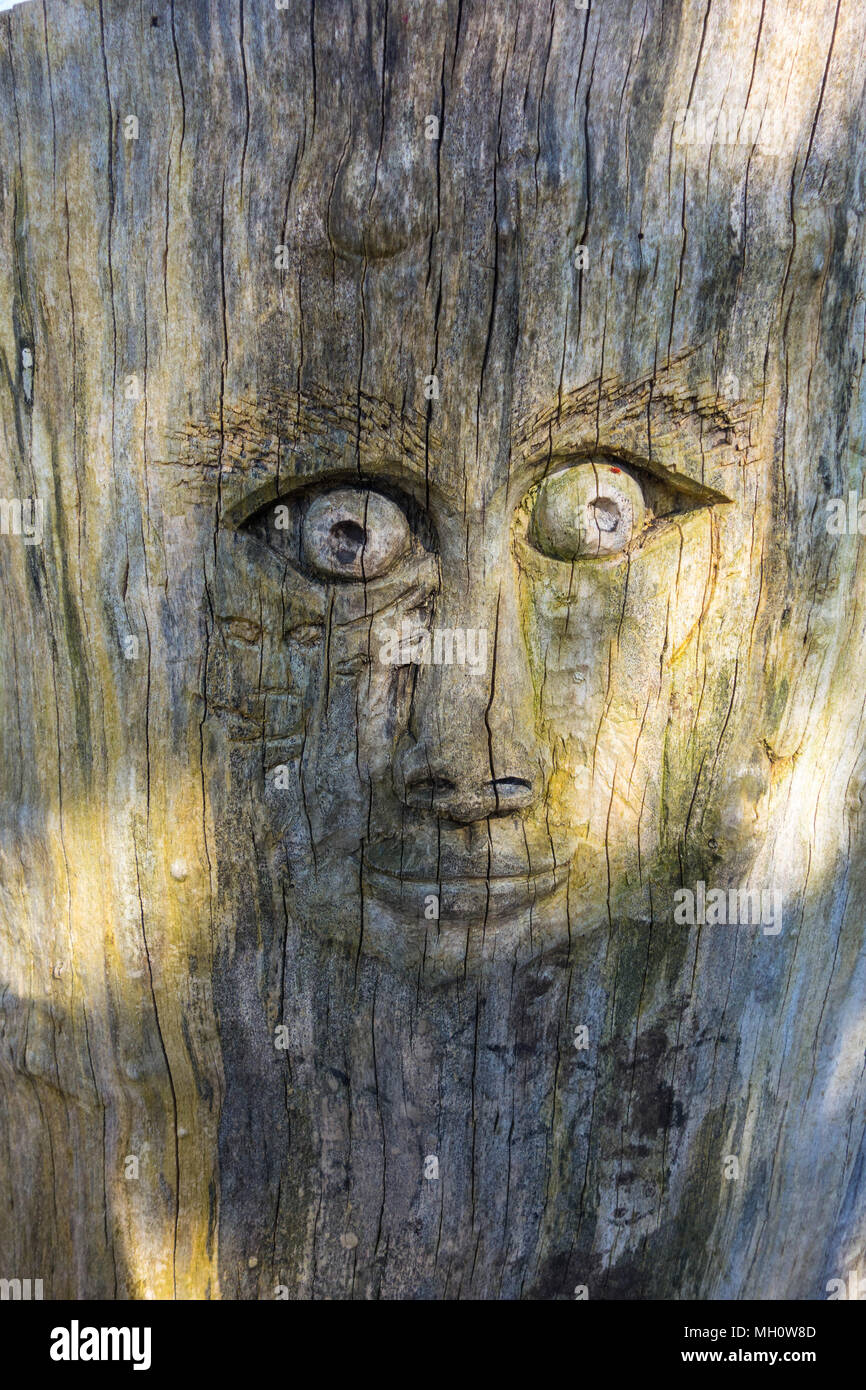 Comical face carved into tree trunk Castle Green Hereford UK Stock ...