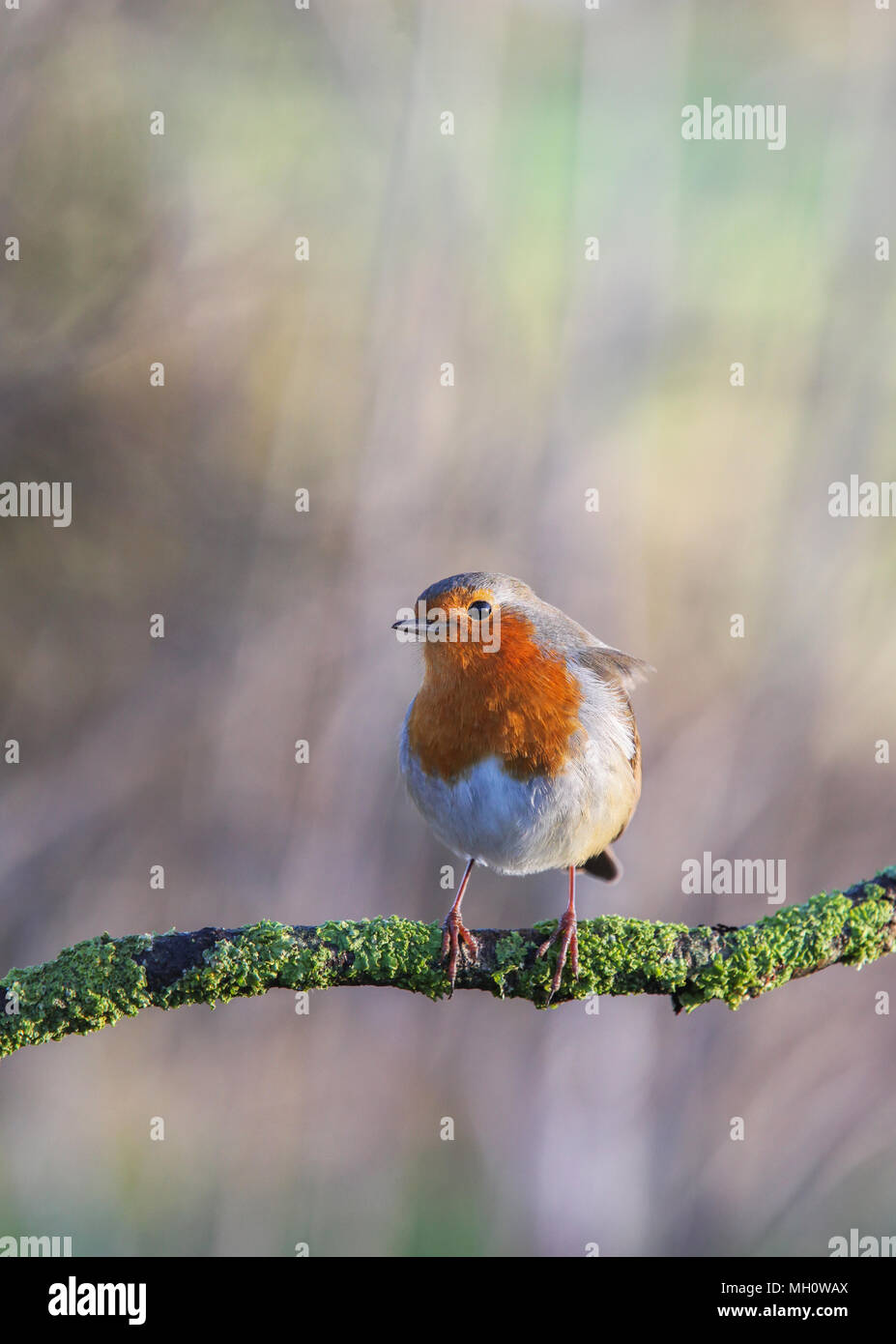 Moss covered stick hi-res stock photography and images - Alamy