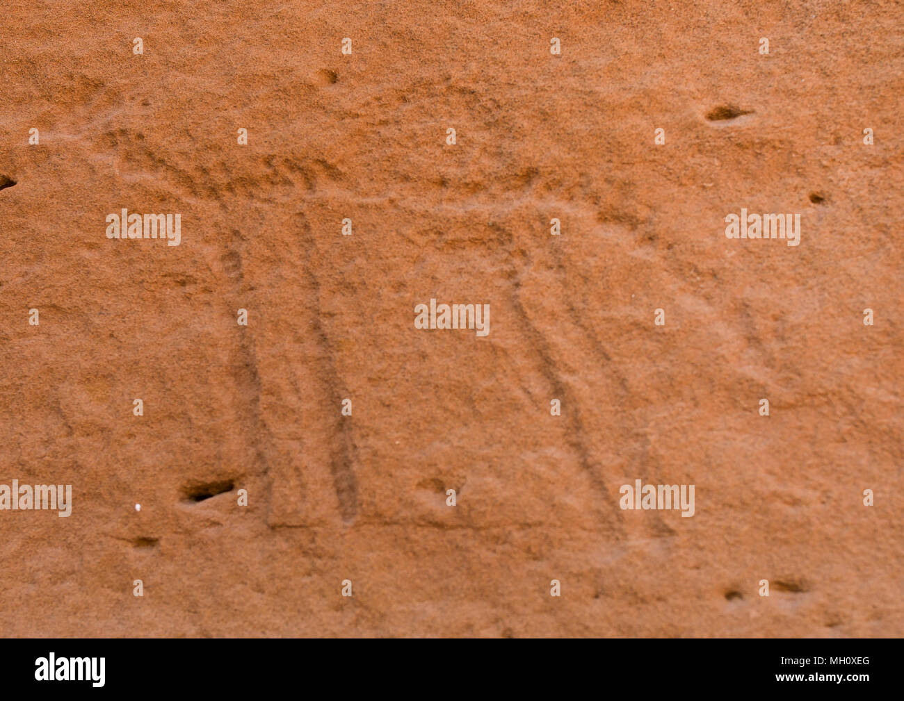 Saudi arabia camel jouf rock hi-res stock photography and images - Alamy